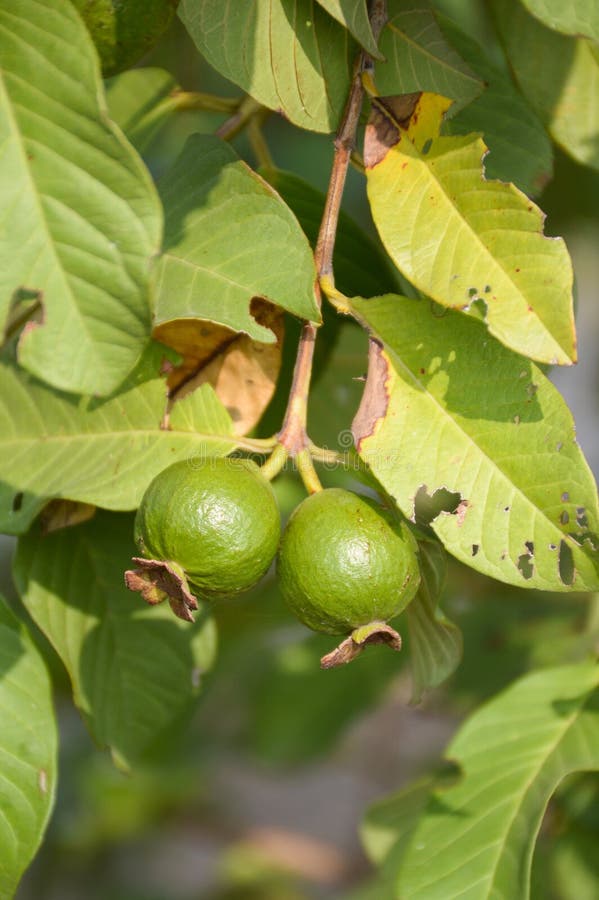 Green guava stock photo. Image of sweet, organic, branch - 61829762
