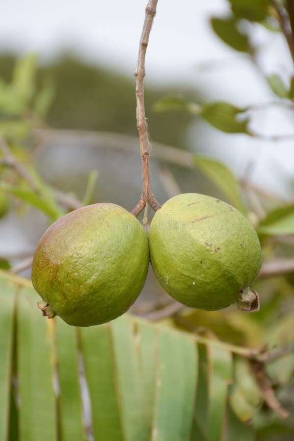 Green guava stock photo. Image of plant, garden, limb - 77108478