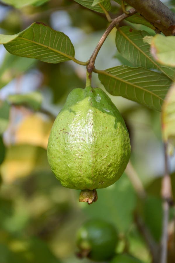Green guava stock image. Image of plants, foliage, fresh - 78901179
