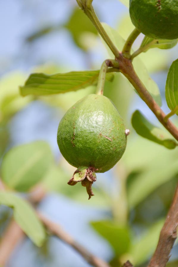 Green guava stock photo. Image of limb, nature, growth - 78901374