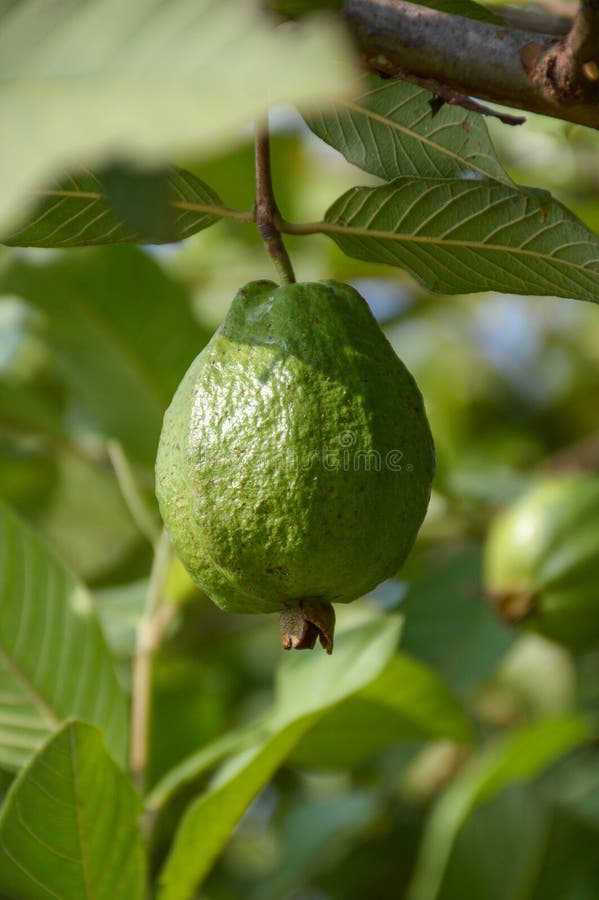 Green Guava in Fruit Garden Stock Photo - Image of leaves, limb: 148308304