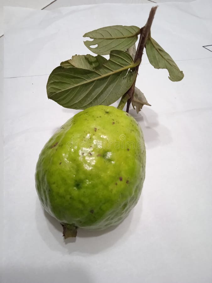 Green guava fruits stock photo. Image of citrus, fruit - 250321750