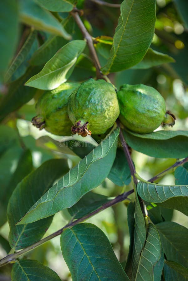Green Guava Fruits Hanging on a Tree, Vertical Stock Image - Image of ...