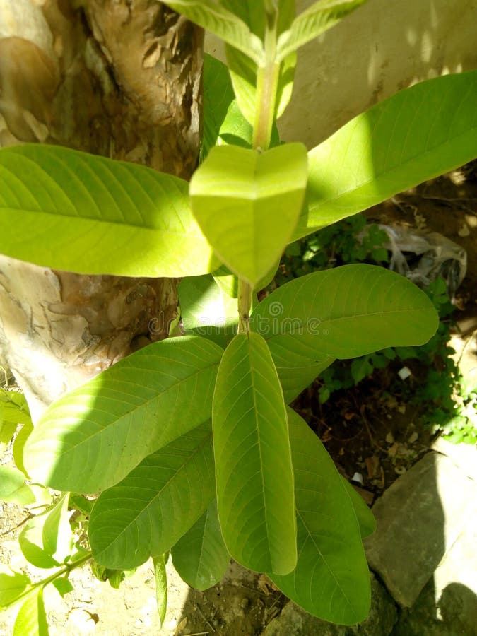 Guava Leaf Detail and Texture Isolated on White Background. Stock Image ...