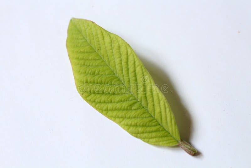 Green Guava Leaf Isolated on White Background Stock Image - Image of ...