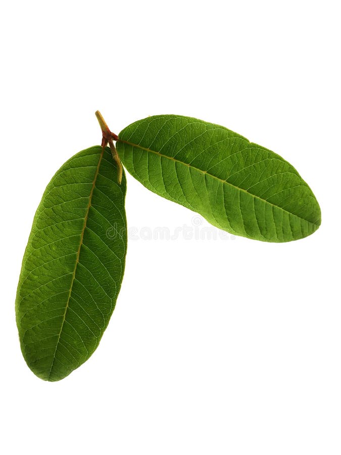 Green Guava with Leaves on a White Background Stock Image - Image of ...
