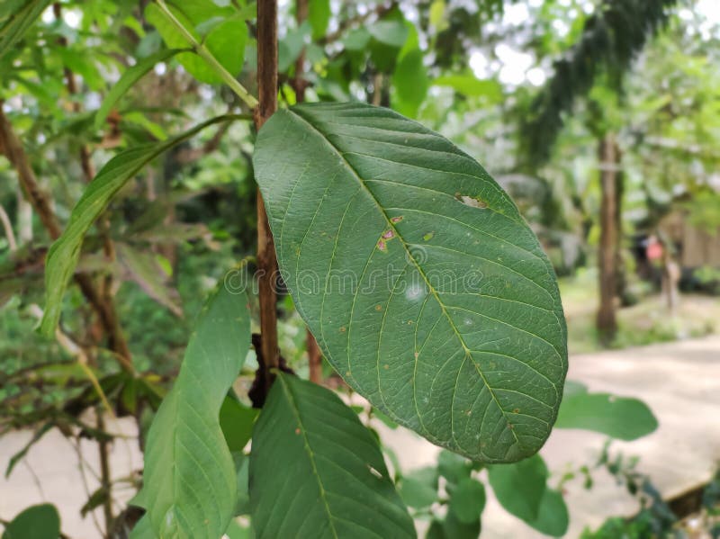 Green guava leafs stock photo. Image of closeup, isolated - 265651212