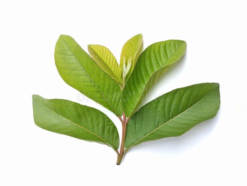 Green Guava Leaves Isolated on White Background with Stock Image ...
