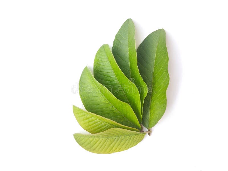 Green Guava Leaves Isolated on White Background Stock Photo - Image of ...