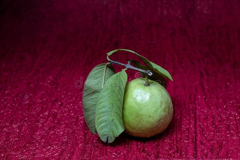 Green Guava with Leaves on Red Background Stock Image - Image of green ...