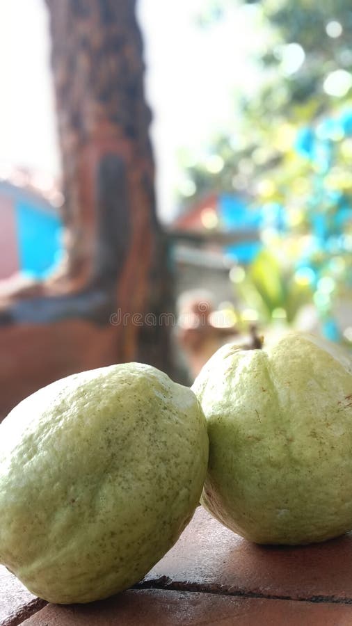 Green guava on the table stock photo. Image of yellow - 226940616