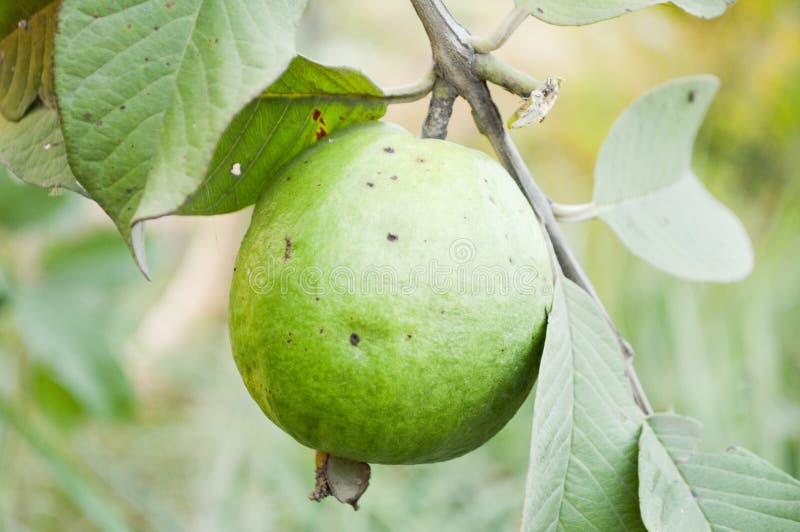 Green guava stock image. Image of green, tree, leaves - 53517973