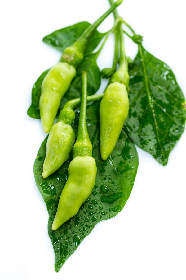 Green Guinea-pepper (bird-chilli) Stock Photo - Image of closeup ...