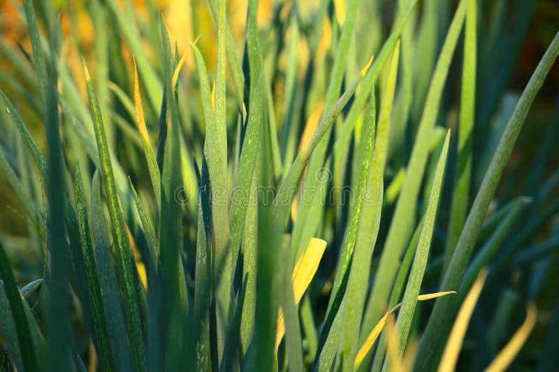 Green Half-blurred Onion Leaves Illuminated by the Warm Autumn Rays of ...