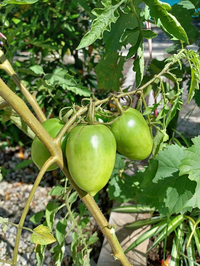 Green Half Ripe Tomatoes Growing in the Yard Stock Photo - Image of ...