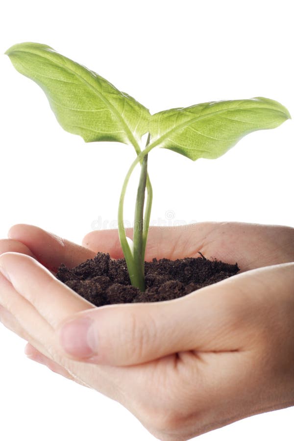Green hand stock image. Image of growing, grow, concept - 4500899