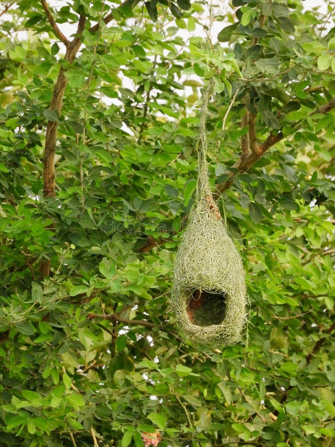Green Hanging Bird Nest from a Tree Branch Stock Image - Image of green ...