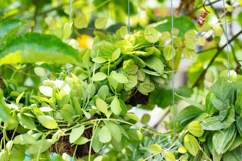 Hanging Plants in nature stock image. Image of houseplant - 216317397