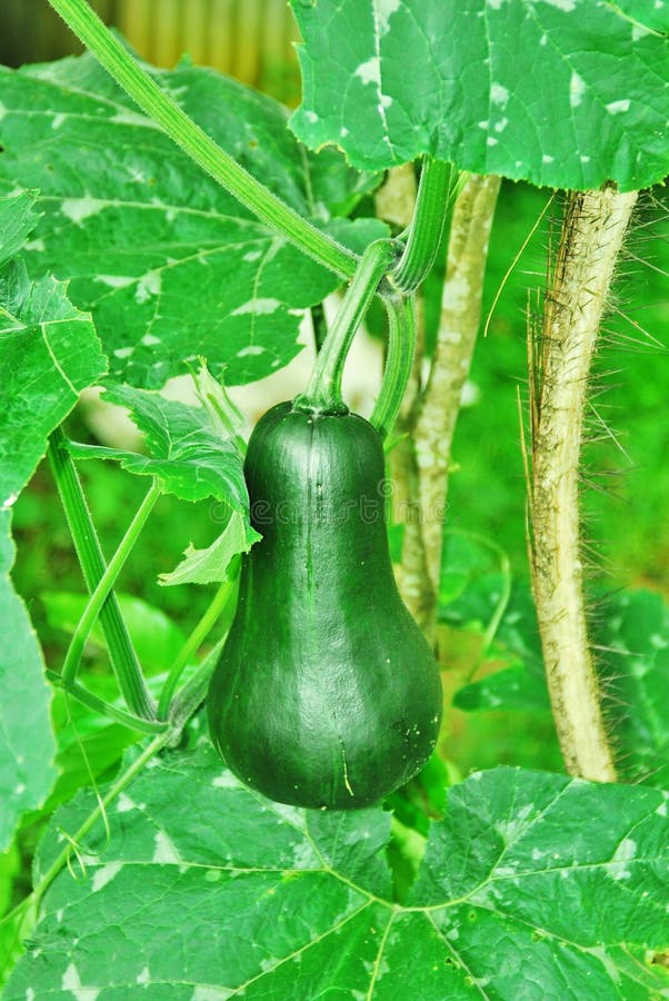 Green hanging squash stock photo. Image of farming, energy - 25686312