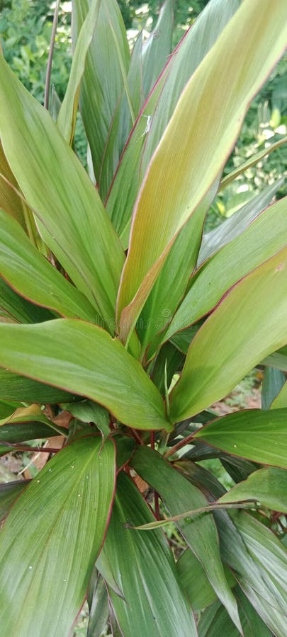 Hanjung Plant Stock Photos - Free & Royalty-Free Stock Photos from ...