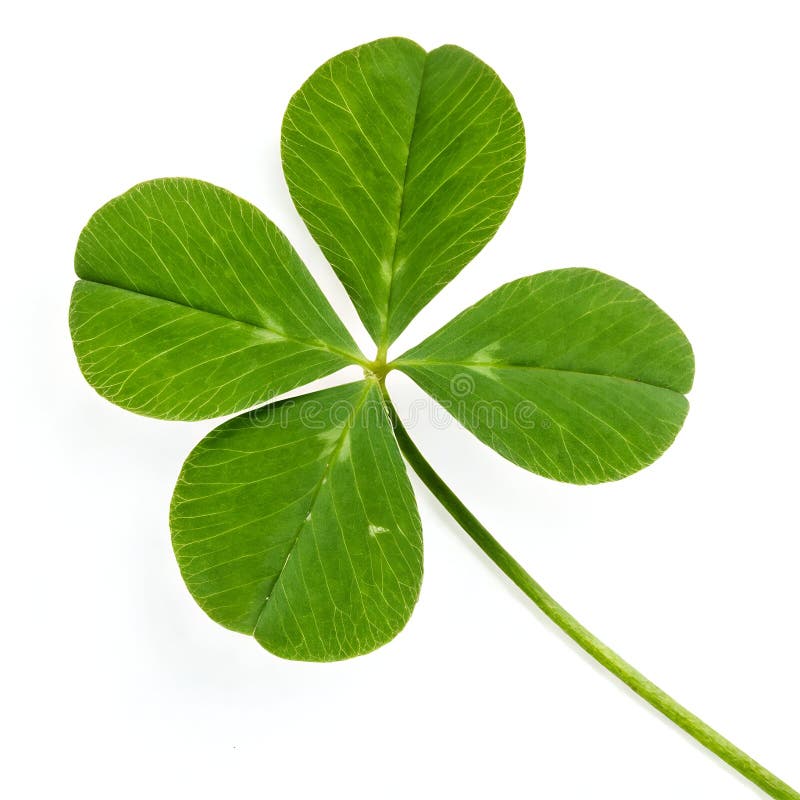 Green Happy Clover Leaf Isolated on White Background Stock Illustration ...
