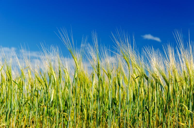 Green harvest and blue sky stock image. Image of farmland - 27890855