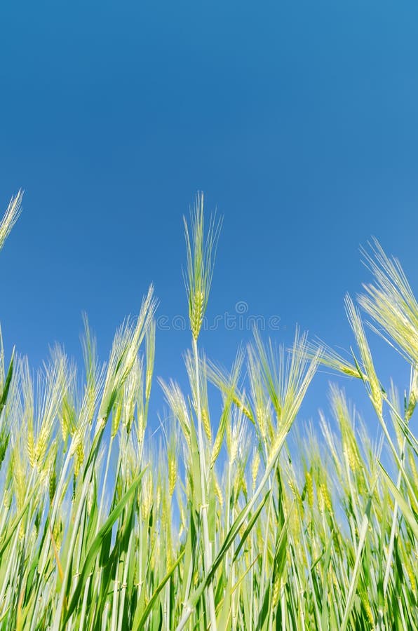 Green Harvest Under Blue Sky Stock Photo - Image of group, harvest ...