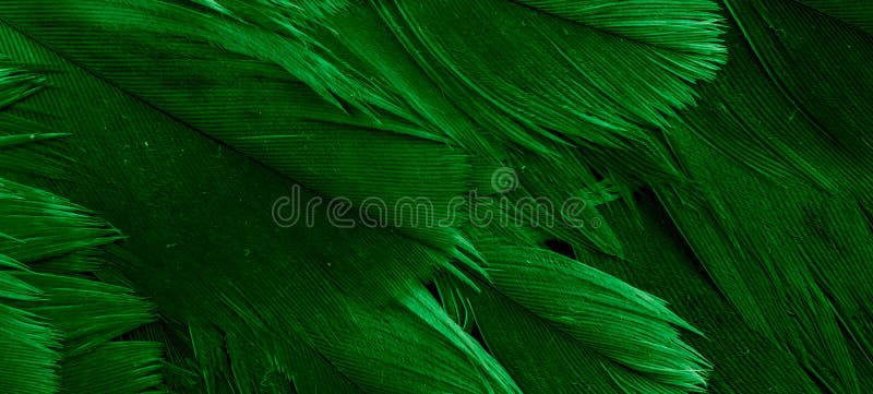 Green Hawk Feathers with Visible Detail. Background or Texture Stock ...