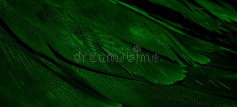 Green Hawk Feathers with Visible Detail. Background or Texture Stock ...