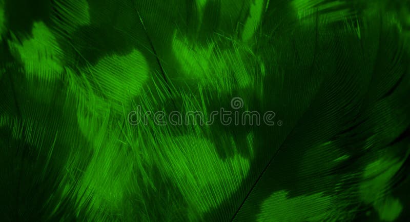 Green Hawk Feathers with Visible Detail. Background or Texture Stock ...