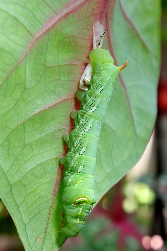 A Green Hawk Moth Caterpillar Stock Image - Image of caterpillar ...