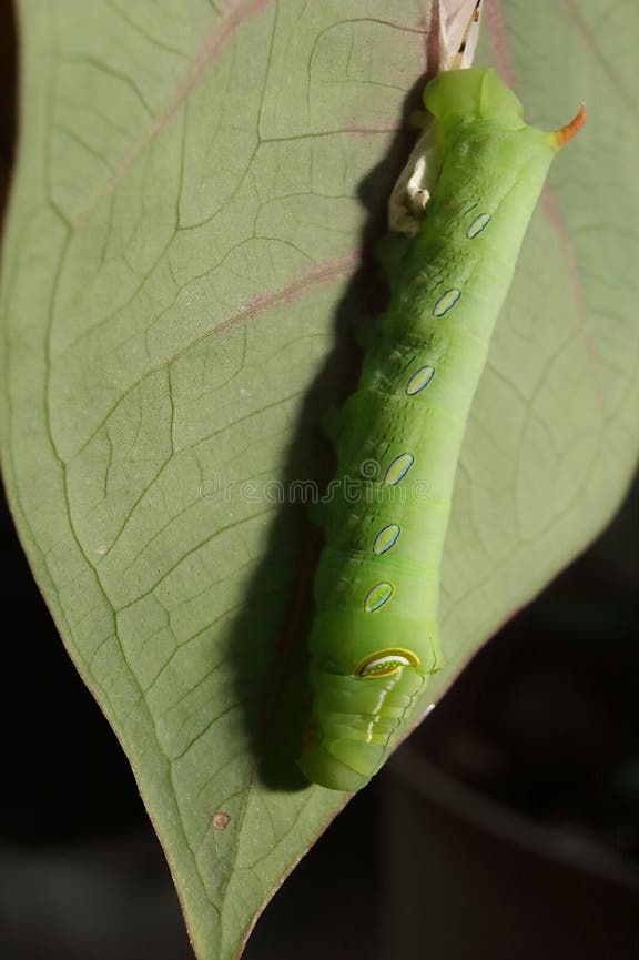 A Green Hawk Moth Caterpillar 2 Stock Photo - Image of hawk, animal ...