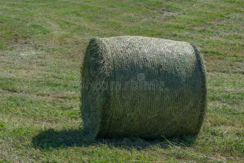Green Hay Bale Roll in a Mown Meadow Stock Photo - Image of agriculture ...