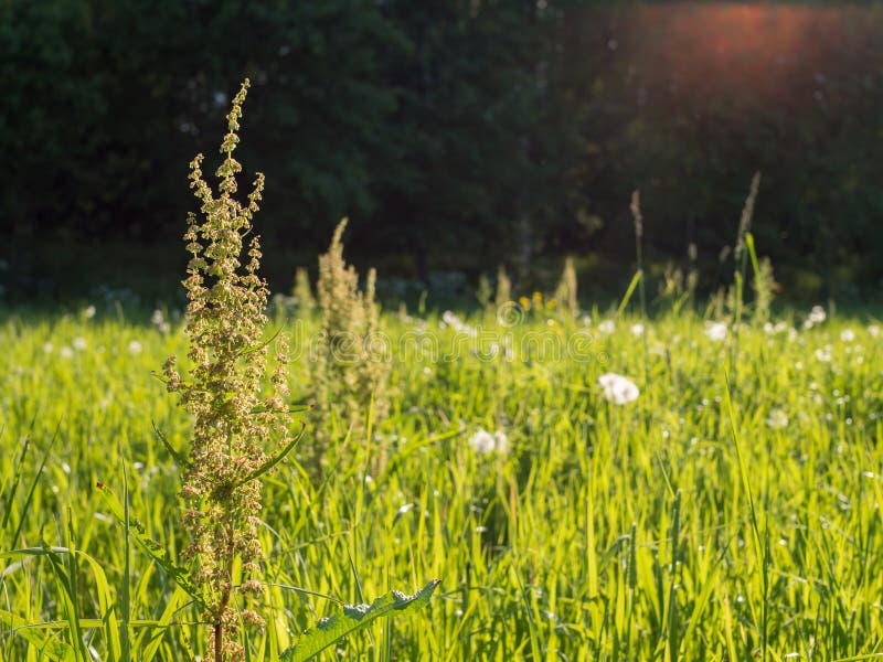 Green hay field in summer stock image. Image of agriculture - 156157955