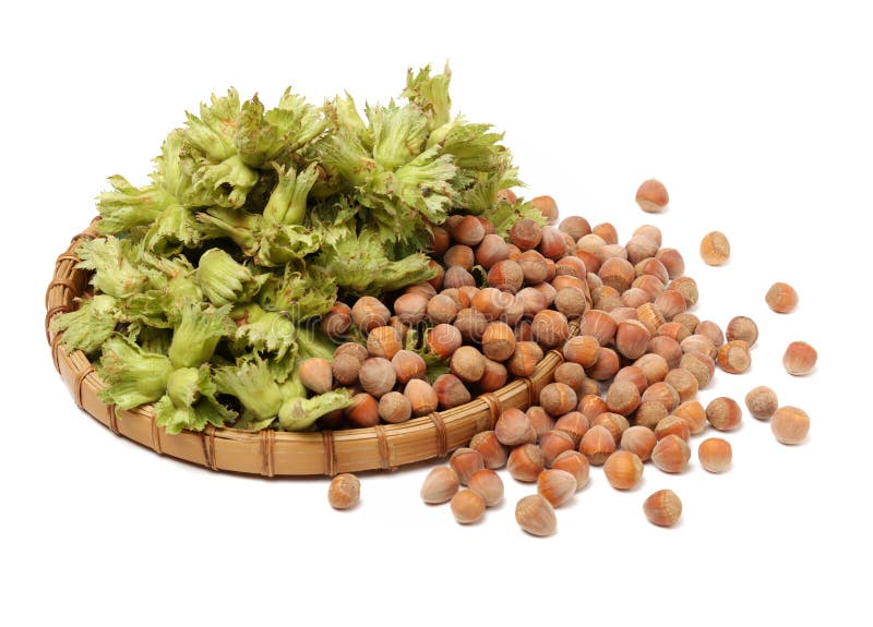 Green hazelnut stock image. Image of fresh, group, green - 136225543