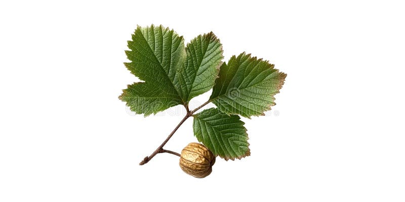 Green Hazelnut Leaves with Nut. Nature and Botanical Study Isolated on ...