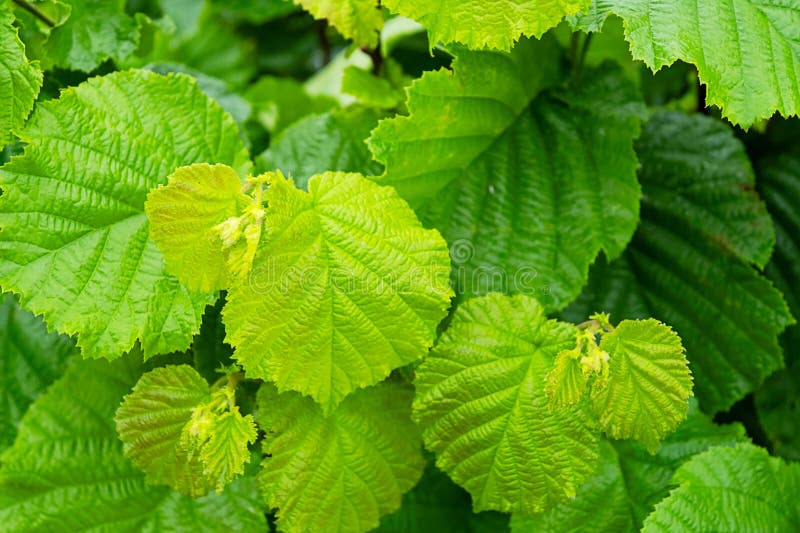 Green Hazelnut Lush Foliage of Common Hazel Bush. Natural Background ...