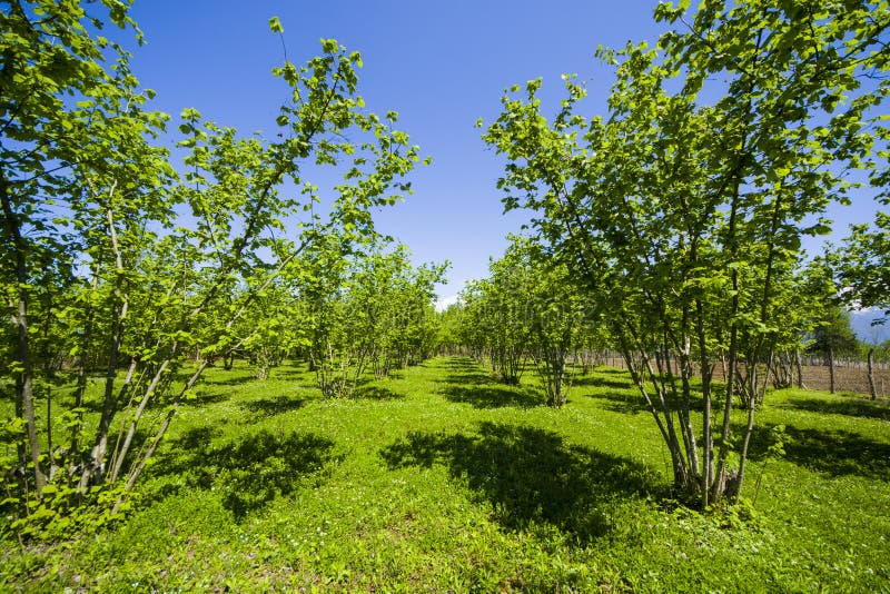 Green Hazelnut Tree Plantation Under a Blue Sky in Georgia Stock Image ...