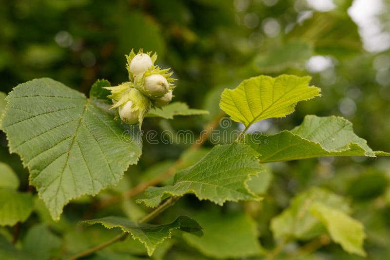 Hazel. on Green Branches Nuts Stock Photo - Image of nature, branches ...