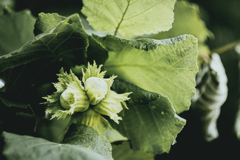 Green Hazelnuts Growing on the Hazel Tree Stock Image - Image of spring ...