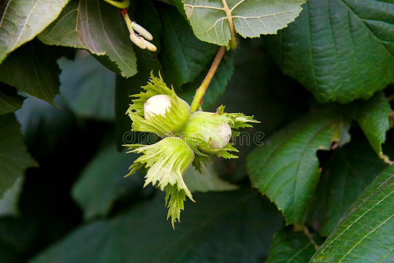 Green Hazelnuts are Growing on the Tree. Stock Image - Image of seeds ... Green Hazelnuts are Growing on the Tree. Stock Image - Image of seeds ...