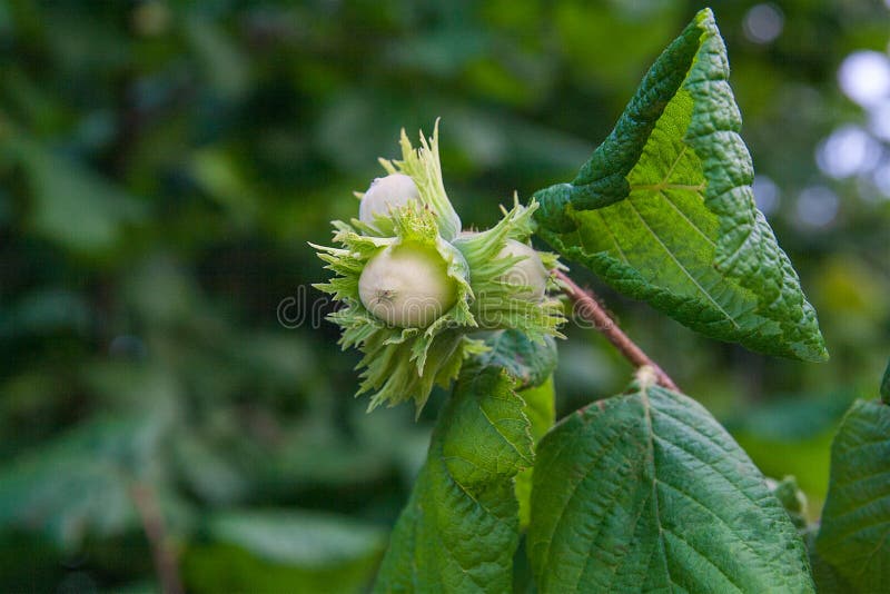 Green Hazelnuts are Growing on the Tree. Stock Image - Image of seeds ...