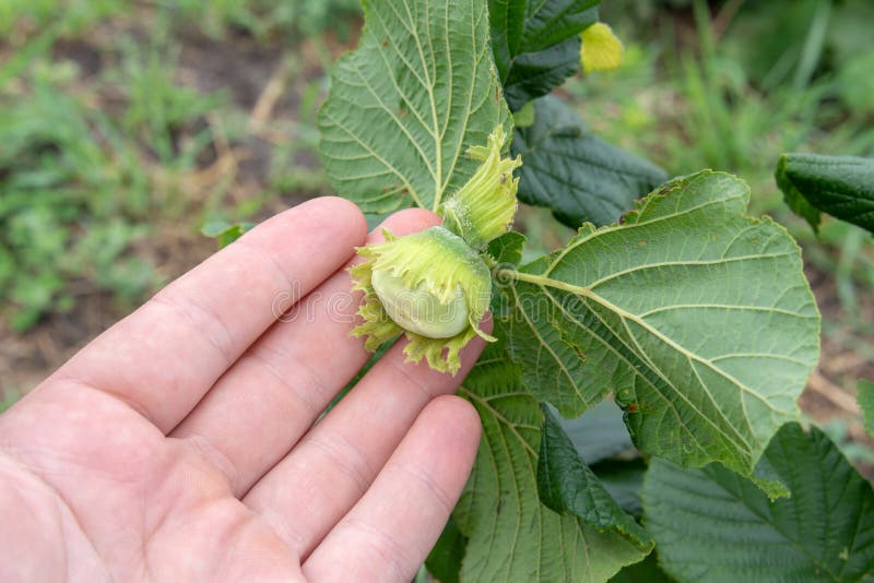 Green Hazelnuts in the Process of Ripening on the Bush. Walnut in on a ...
