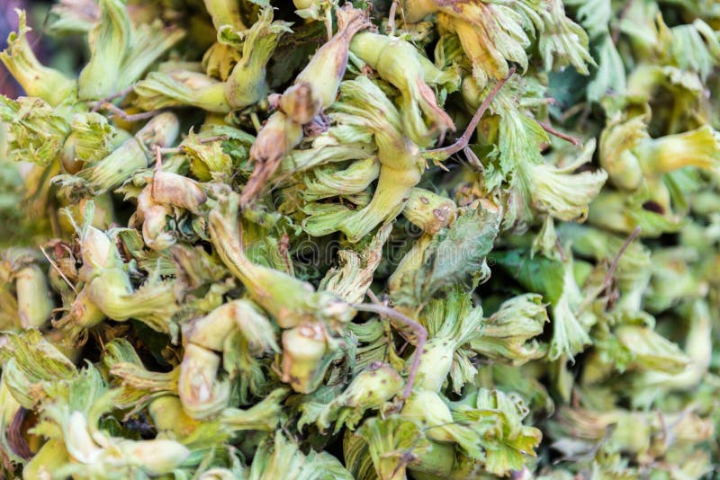 Green Hazelnuts in Shell with Leaf Stock Photo - Image of background ...