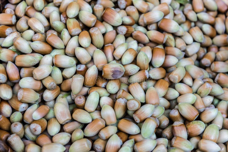 Green Hazelnuts in Shells. Fresh Harvest Stock Image - Image of ripe ...