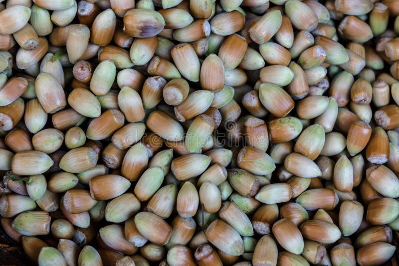 Green Hazelnuts in Shells. Fresh Harvest Stock Image - Image of nutty ...