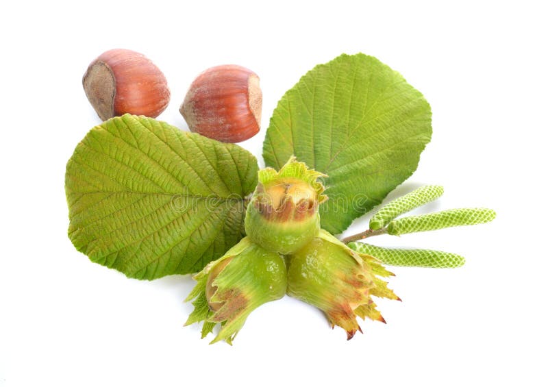 Green Hazelnuts on the Twig. Isolated on White Background Stock Image ...