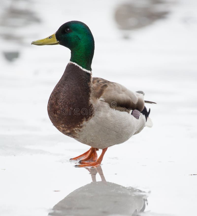 Standing Mallard Duck Drake Isolated on White Stock Photo - Image of ...