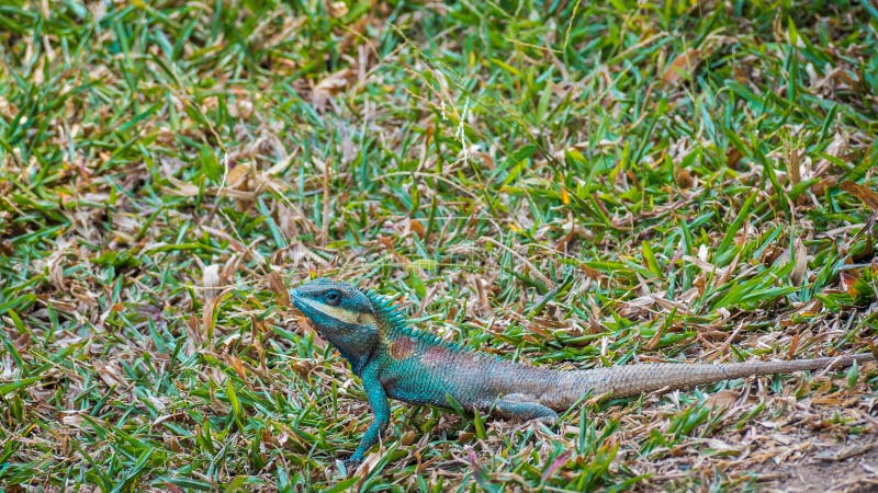 Green Head Lizard and White Striped Looking for Something Stock Photo ...