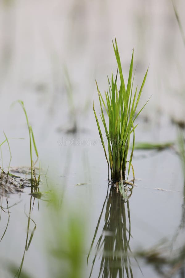 Green Head Rice Plant Wheat on Water Stock Image - Image of harvest ...